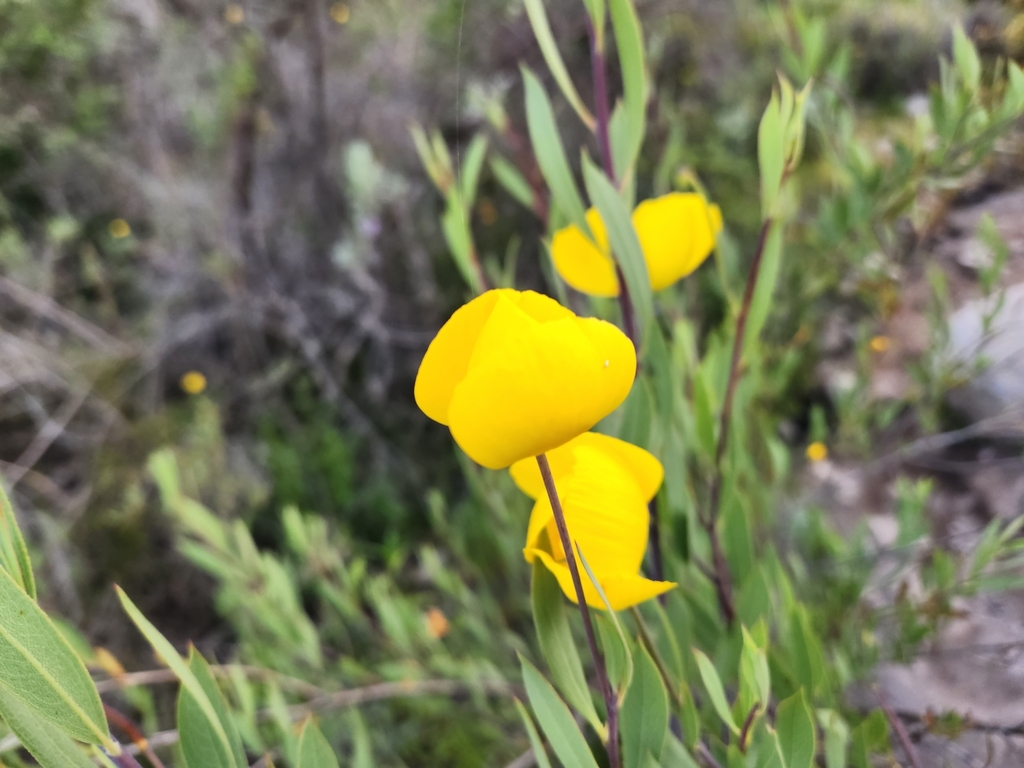 Bush Poppy from Poway, CA, USA on May 18, 2023 at 07:13 PM by ...
