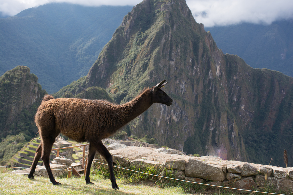 Llama from Peru on June 6, 2016 at 03:18 PM by nancyblaze33 · iNaturalist