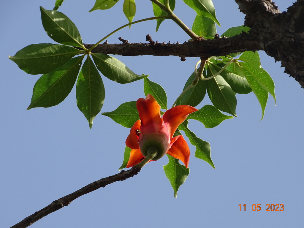 red kapok tree from Natitingou, Atakora, Benin on May 11, 2023 at 08:25 ...