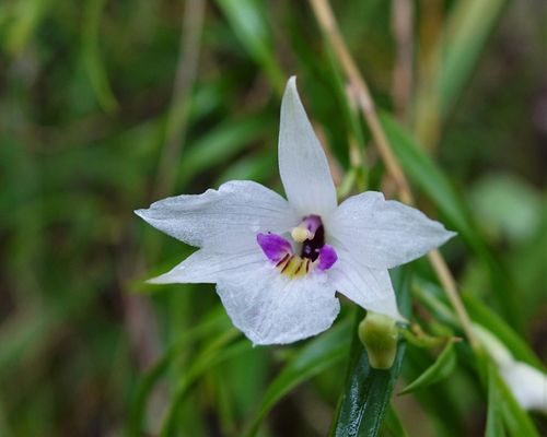 Genus Winika · iNaturalist