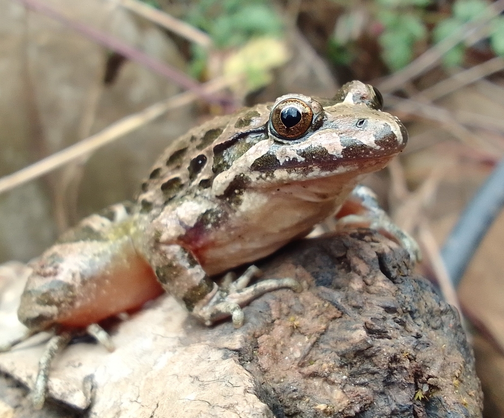 Mediterranean Painted Frog from HCJ8+7VX, Imsouhel, Algérie on May 18 ...