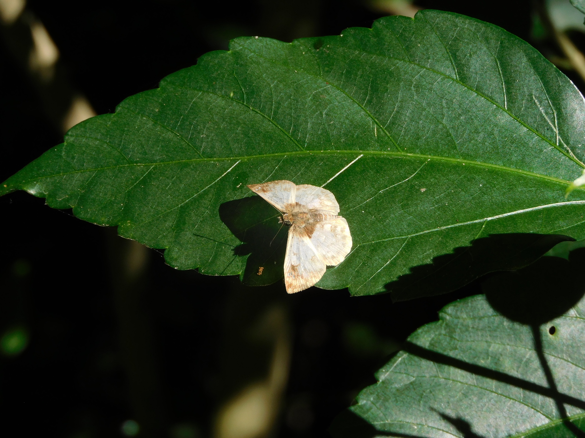 Carrhenes Godman & Salvin, 1895