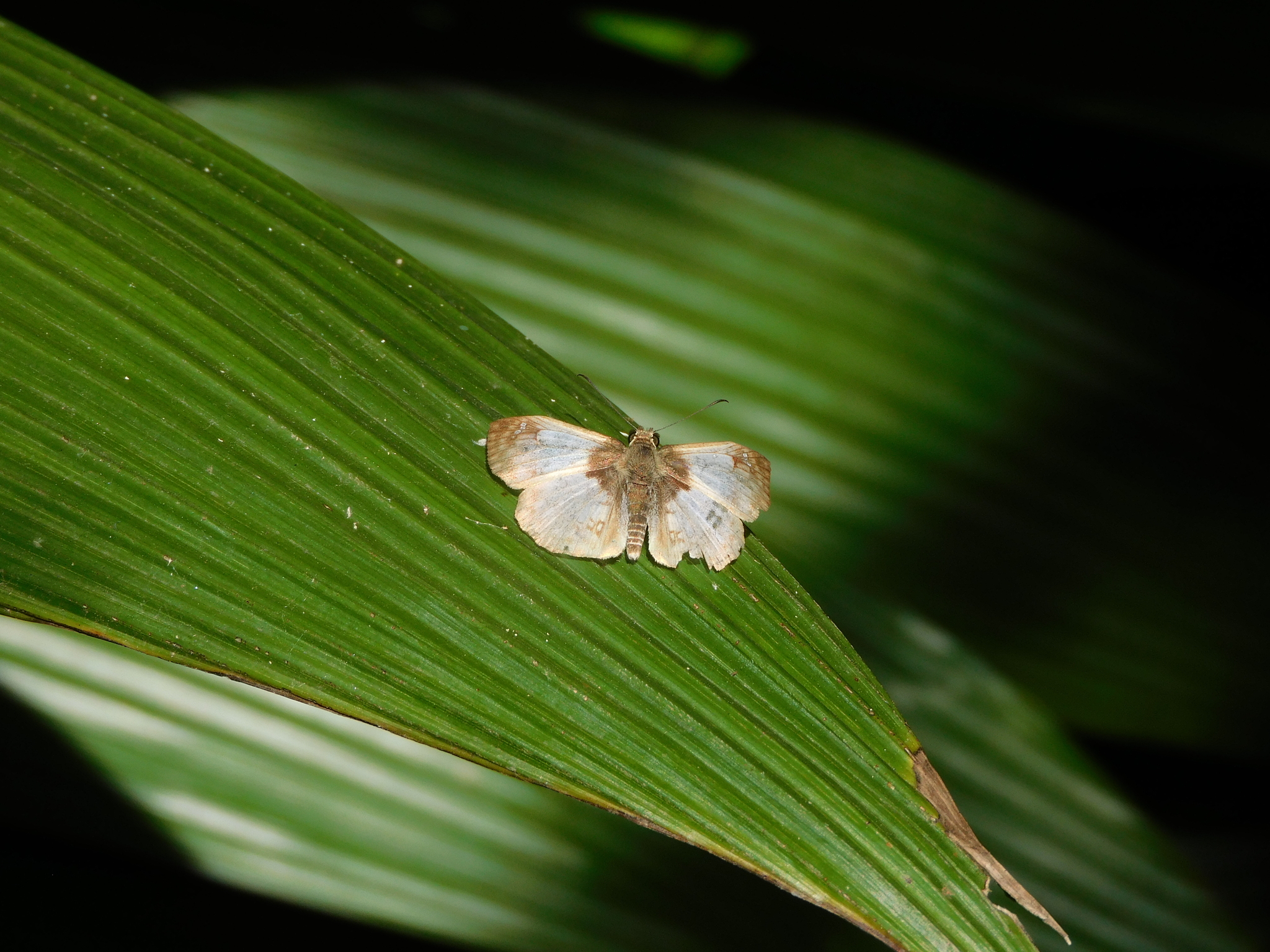 Carrhenes Godman & Salvin, 1895