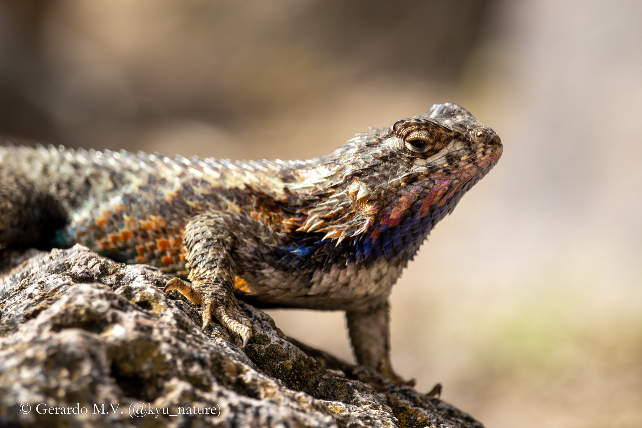 Sceloporus spinosus Wiegmann, 1828