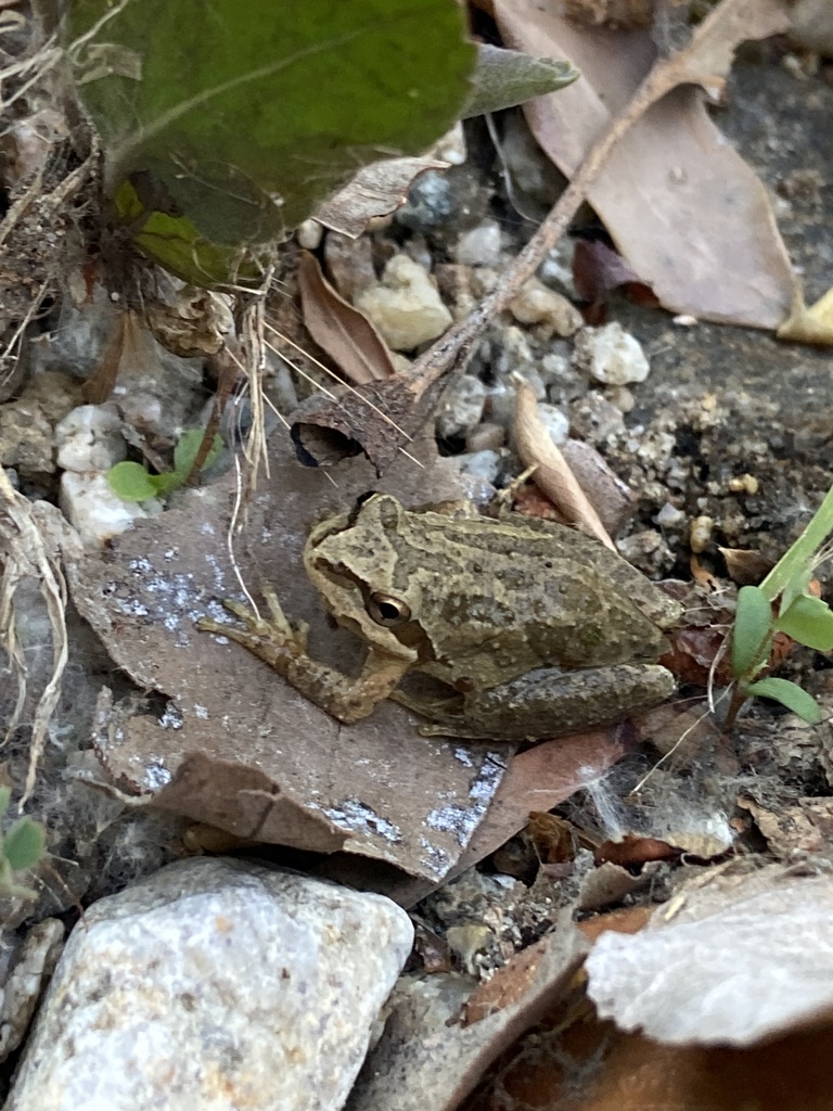 Baja California Tree Frog from S Fork River Trail, Santa Clarita, CA ...
