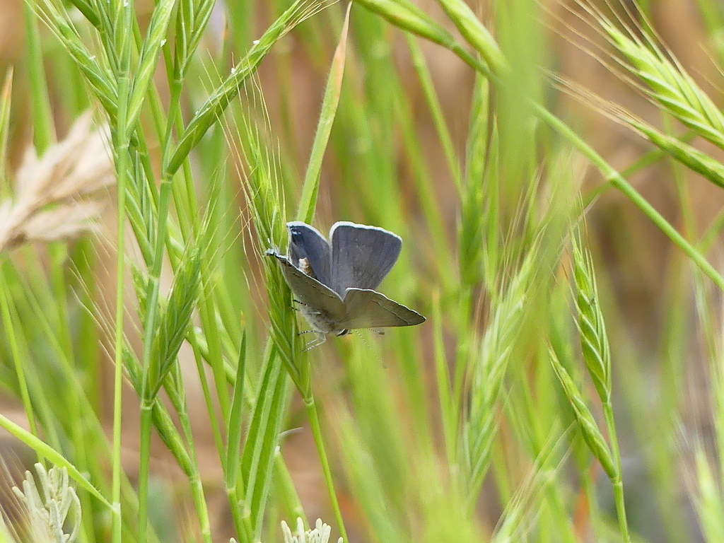 Gossamer-winged Butterflies from Little Harbor Rd, Avalon, CA 90704 ...