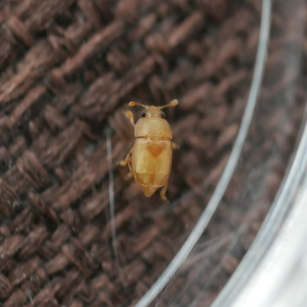 Beetles in February 2023 by bushreader. 2mm body. Came to light. Area ...
