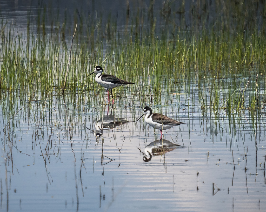 Black-necked Stilt from Shasta County, CA, USA on May 18, 2023 at 04:58 ...