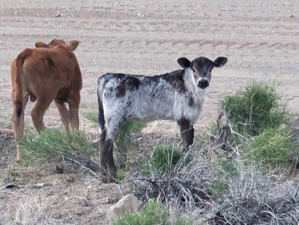Domestic Cattle from Esmeralda County, NV, USA on May 18, 2023 at 03:51 ...