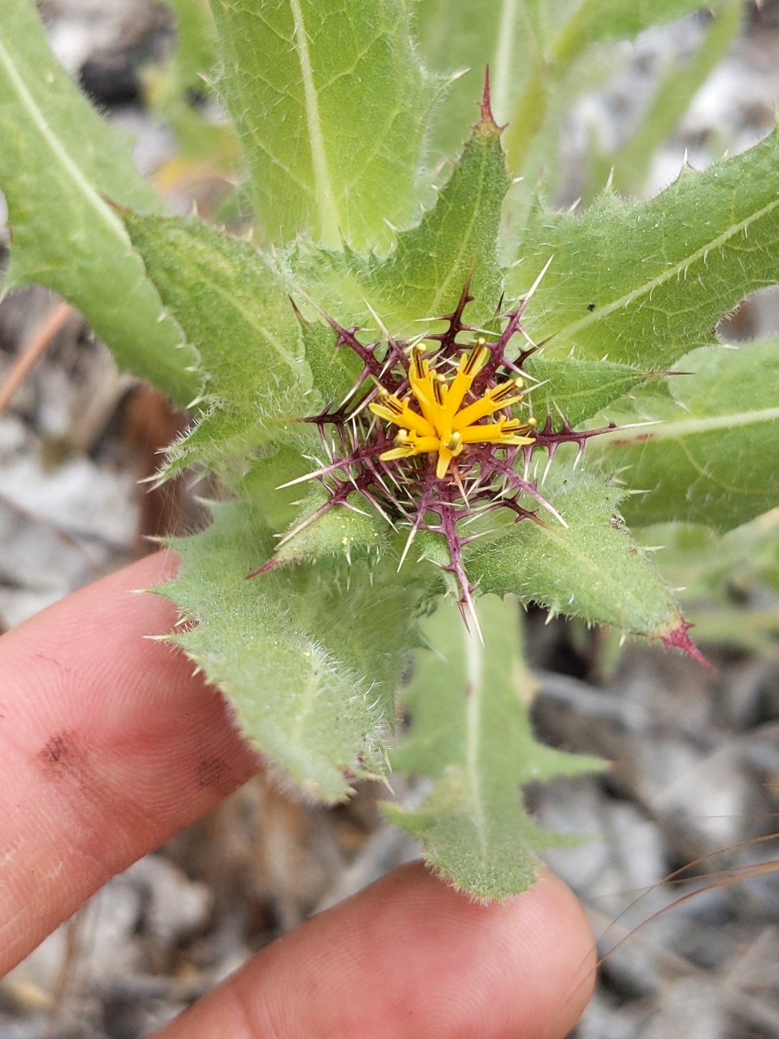 Centaurea benedicta (L.) L.