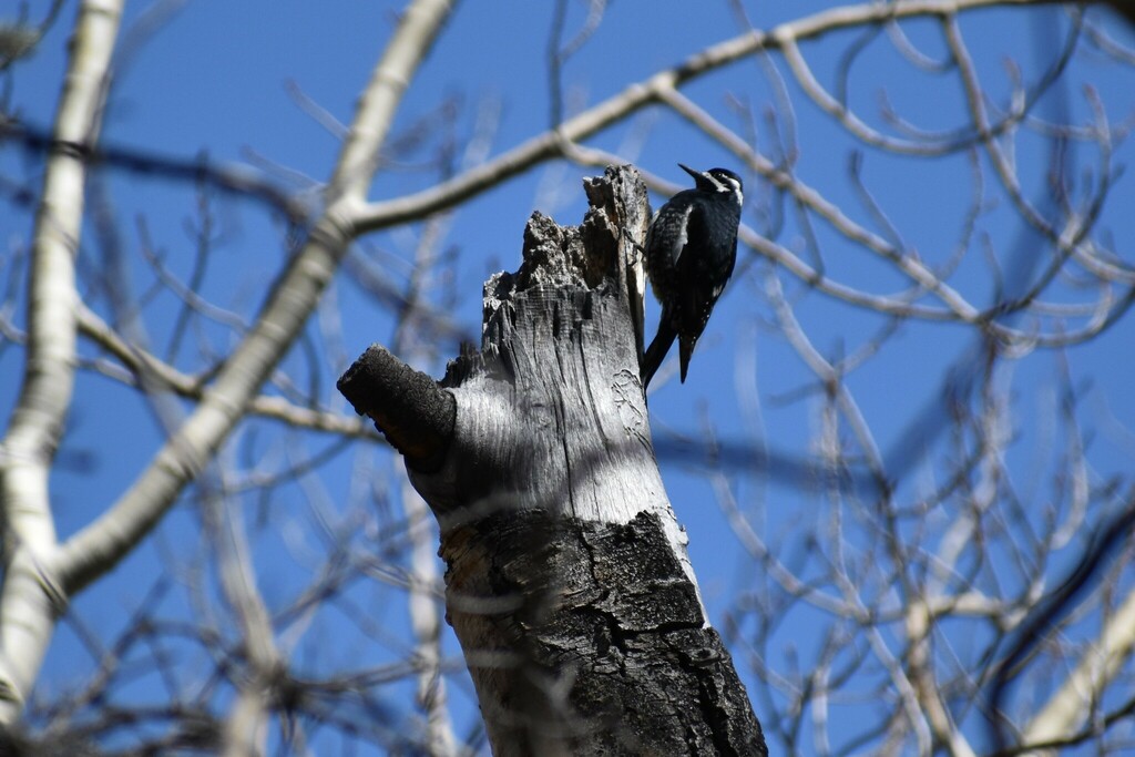 Williamson's Sapsucker from Chaffee County, CO, USA on April 15, 2023 ...