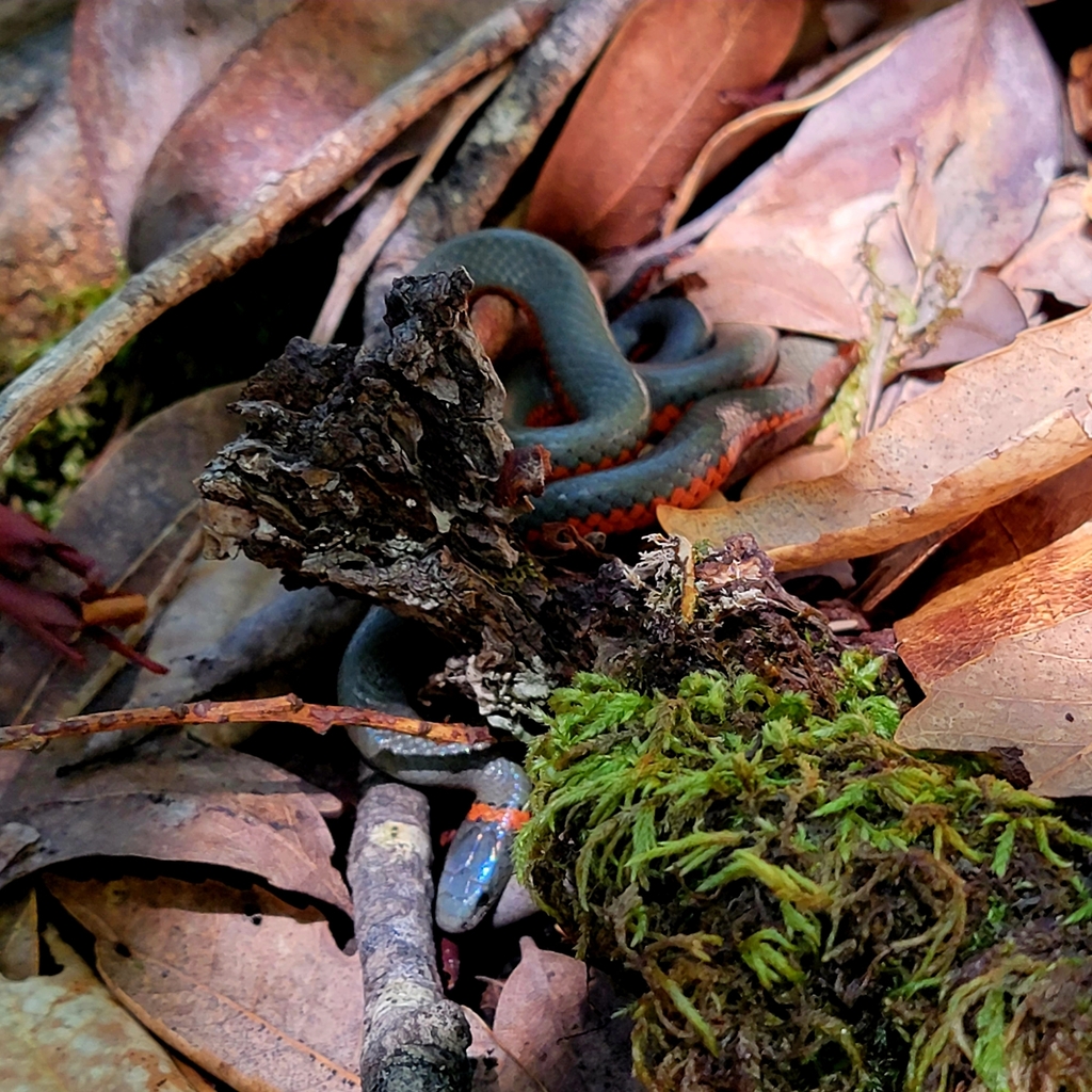Northwestern Ringneck Snake from Gold Beach, OR 97444, USA on May 18 ...