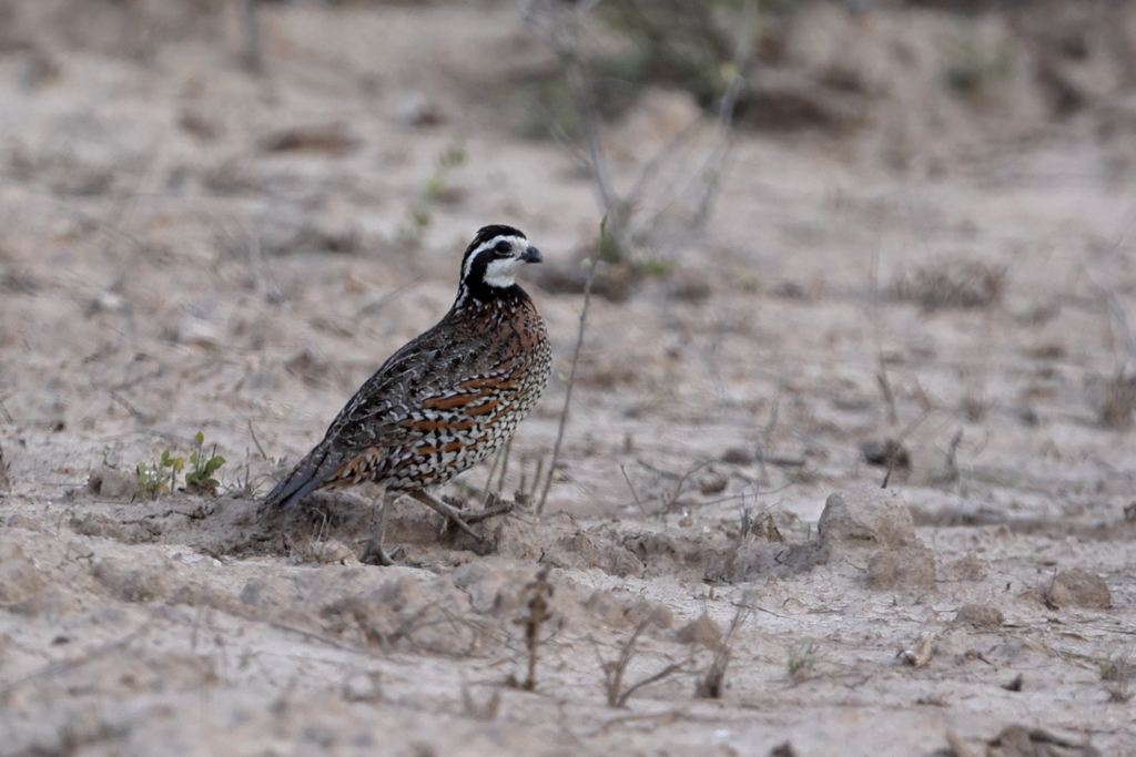 Codorniz cotuí desde Bustamante, N.L., México el 16 de mayo de 2023 a ...