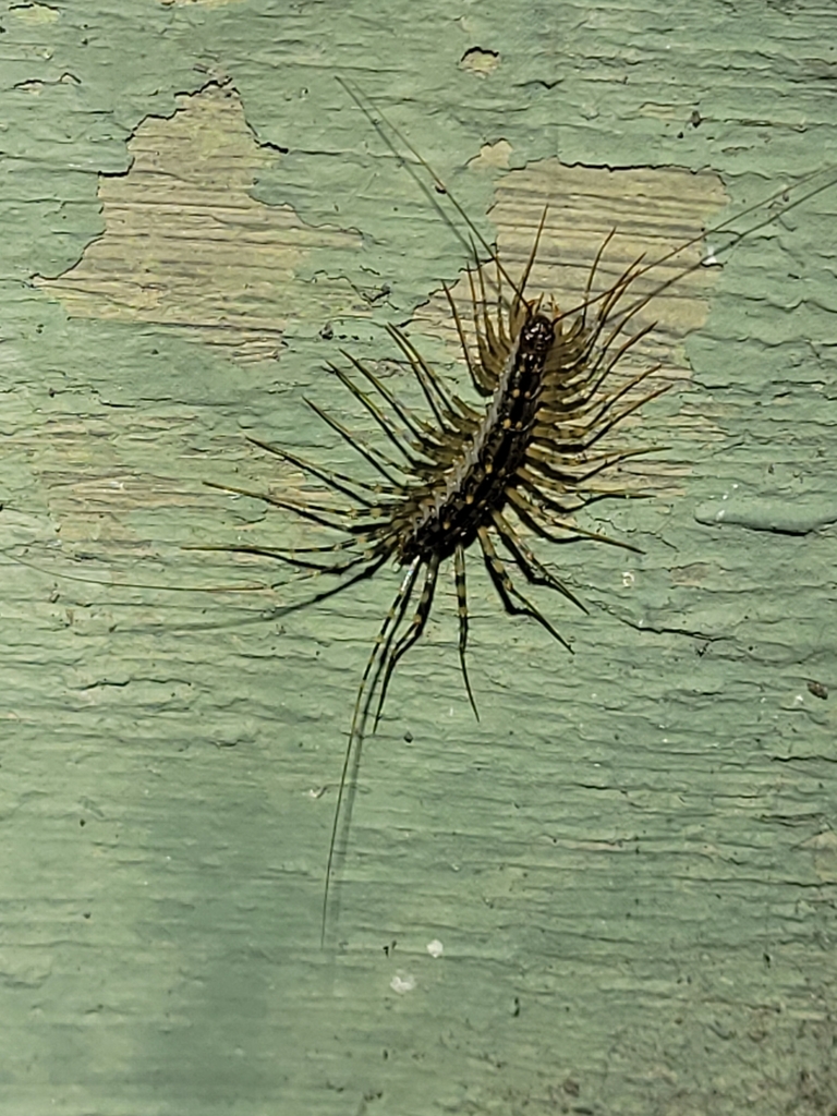 Japanese House Centipede from Van Buren County, TN, USA on May 17, 2023 ...