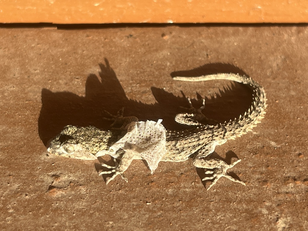 Eastern Mediterranean Thin-toed Gecko from Cyprus, Larnaca, Larnaca, CY ...