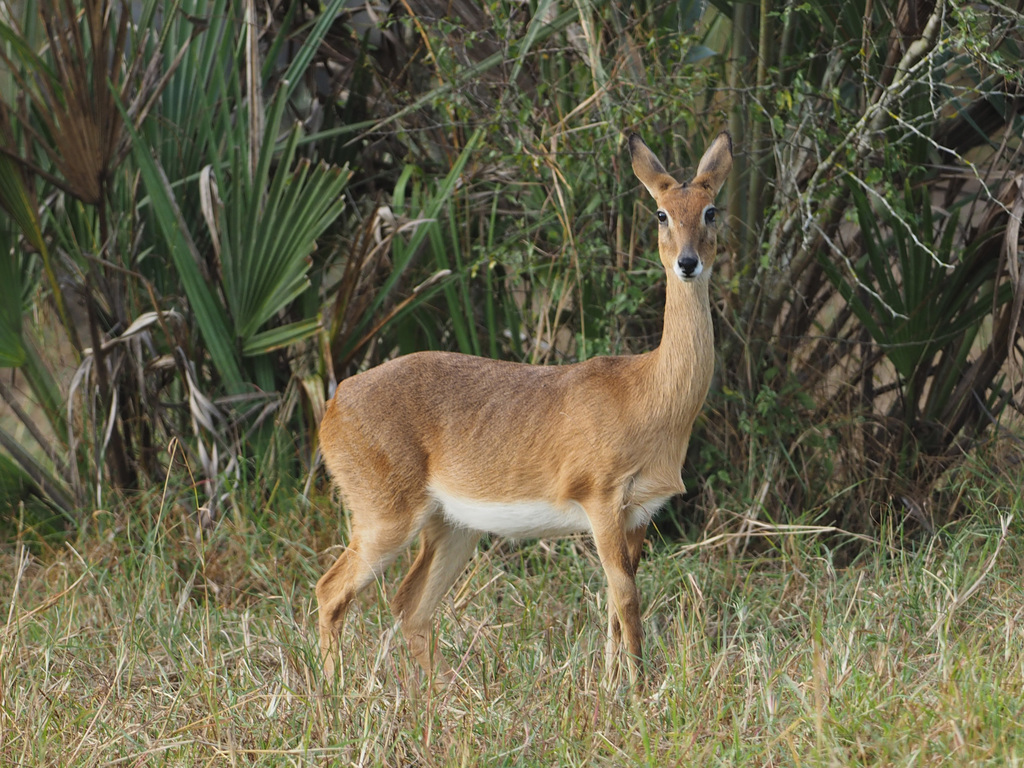 Oribi (Ourebia ourebi) - Know Your Mammals