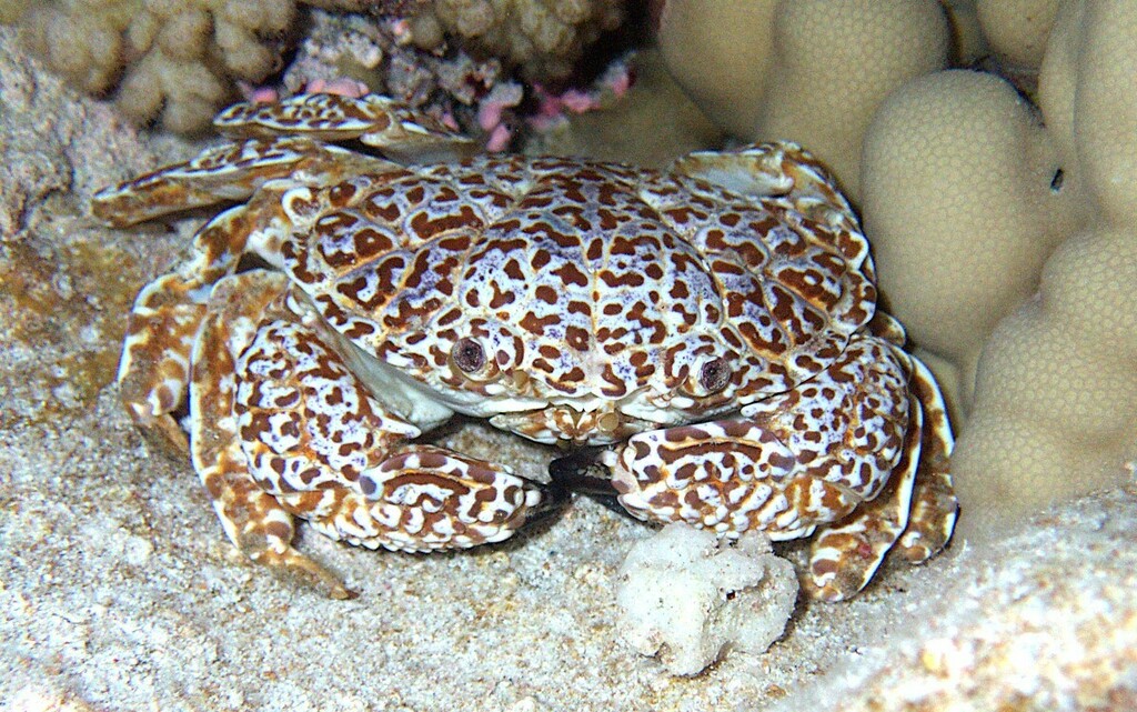 Killer Crab from Îles Tuamotu-Gambier, PF on October 30, 2021 at 08:26 ...