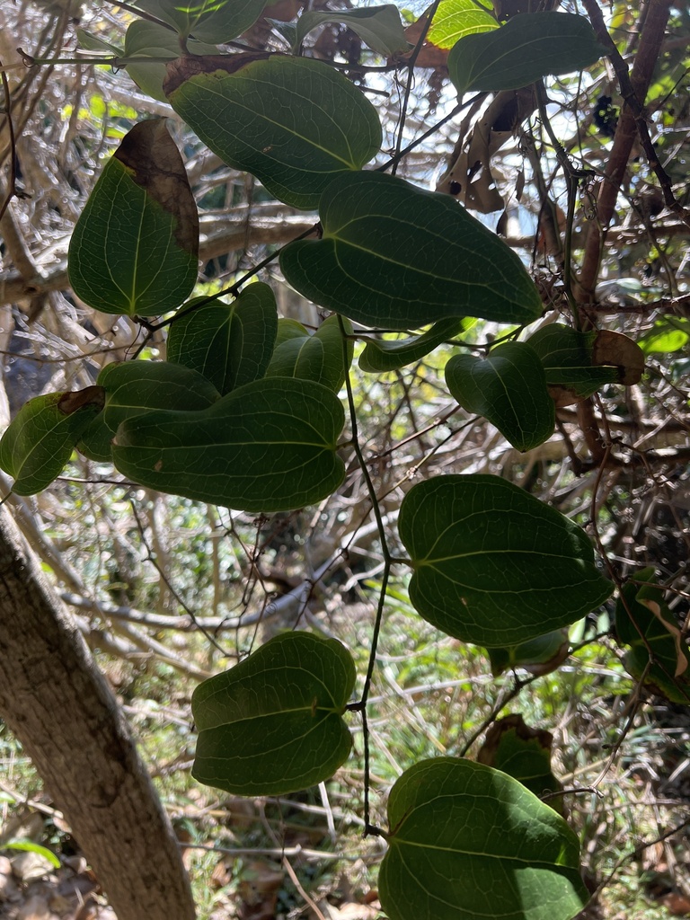 Austral Sarsaparilla from Broken Head Rd, Suffolk Park, NSW, AU on May 19, 2023 at 01:49 PM by ...