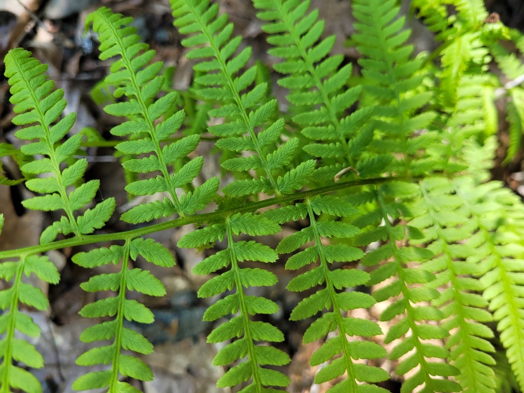Athyrium sect. Athyrium in May 2023 by wanderingeden · iNaturalist