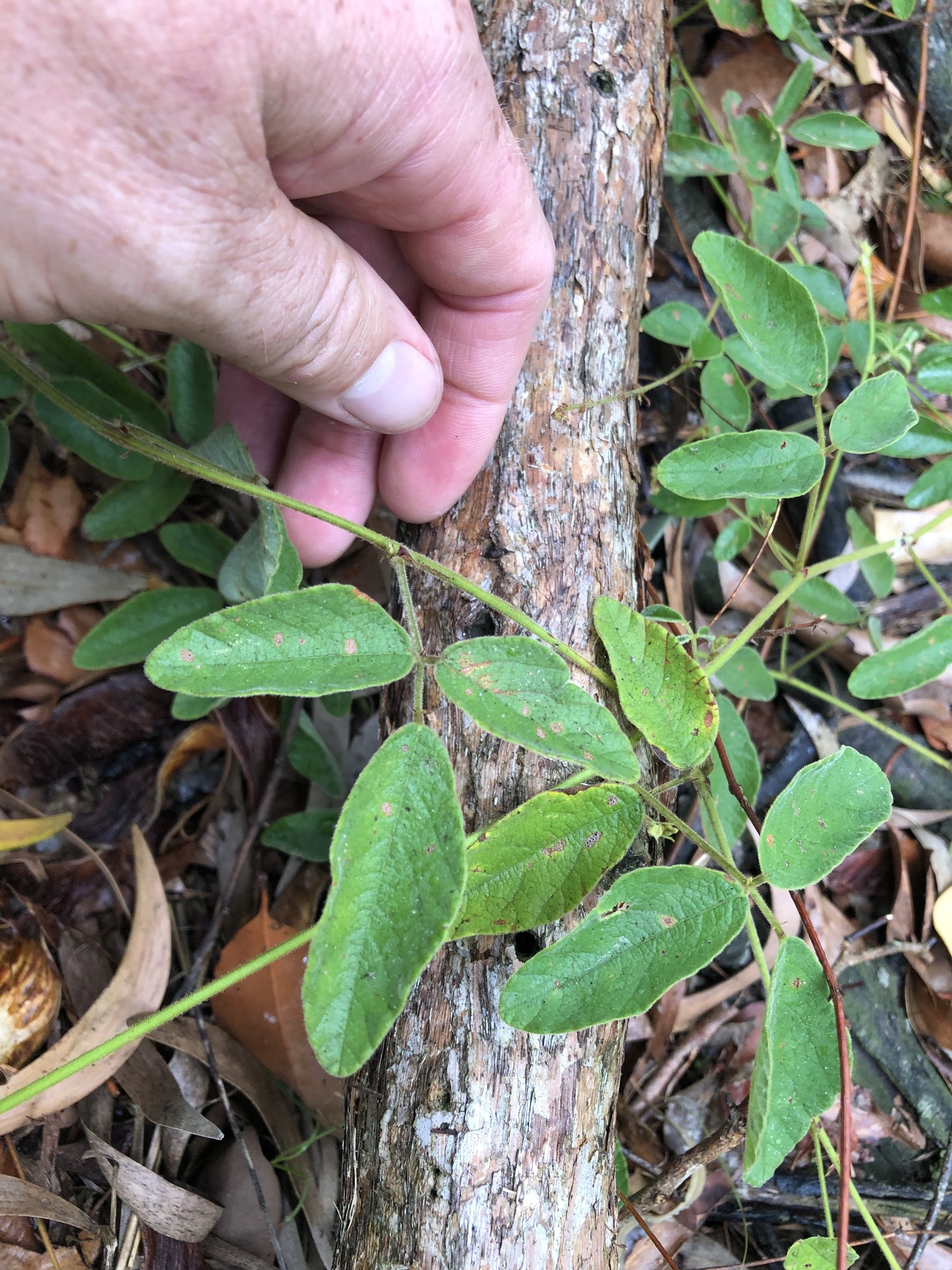 Desmodium rhytidophyllum F.Muell. ex Benth.