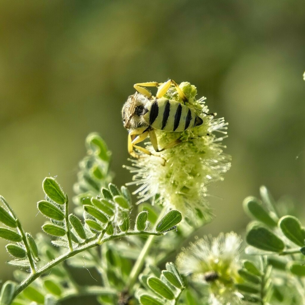 American Sand Wasp from Maricopa County, AZ, USA on May 15, 2023 at 07: ...