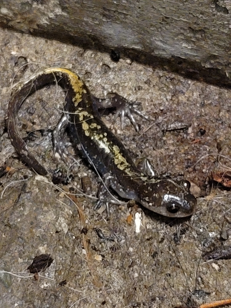 Long-toed Salamander from Merritt, BC, Canada on May 18, 2023 at 09:27 ...