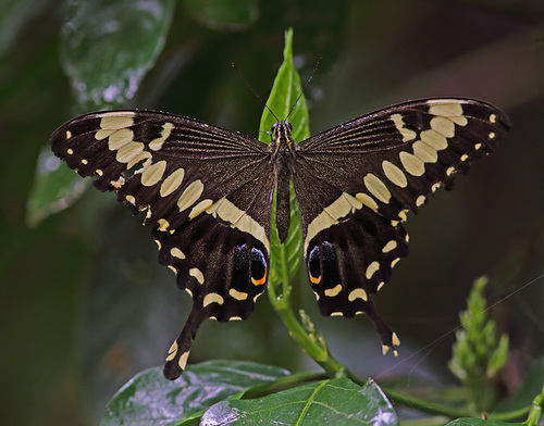 Dusted Southern Emperor Swallowtail (Subspecies Papilio ophidicephalus ...