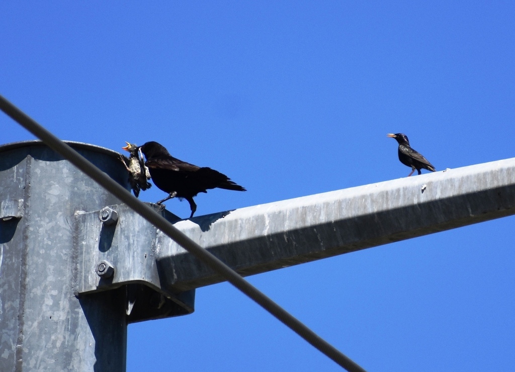 European Starling from North Sacramento, Sacramento, CA, USA on May 12 ...