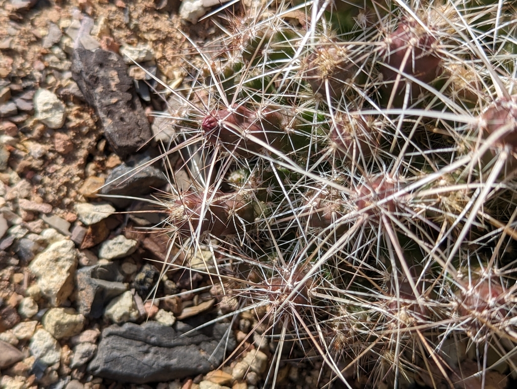 Sagebrush Cholla from Esmeralda County, NV, USA on May 16, 2023 at 09:18 AM by Peri Lee Pipkin ...
