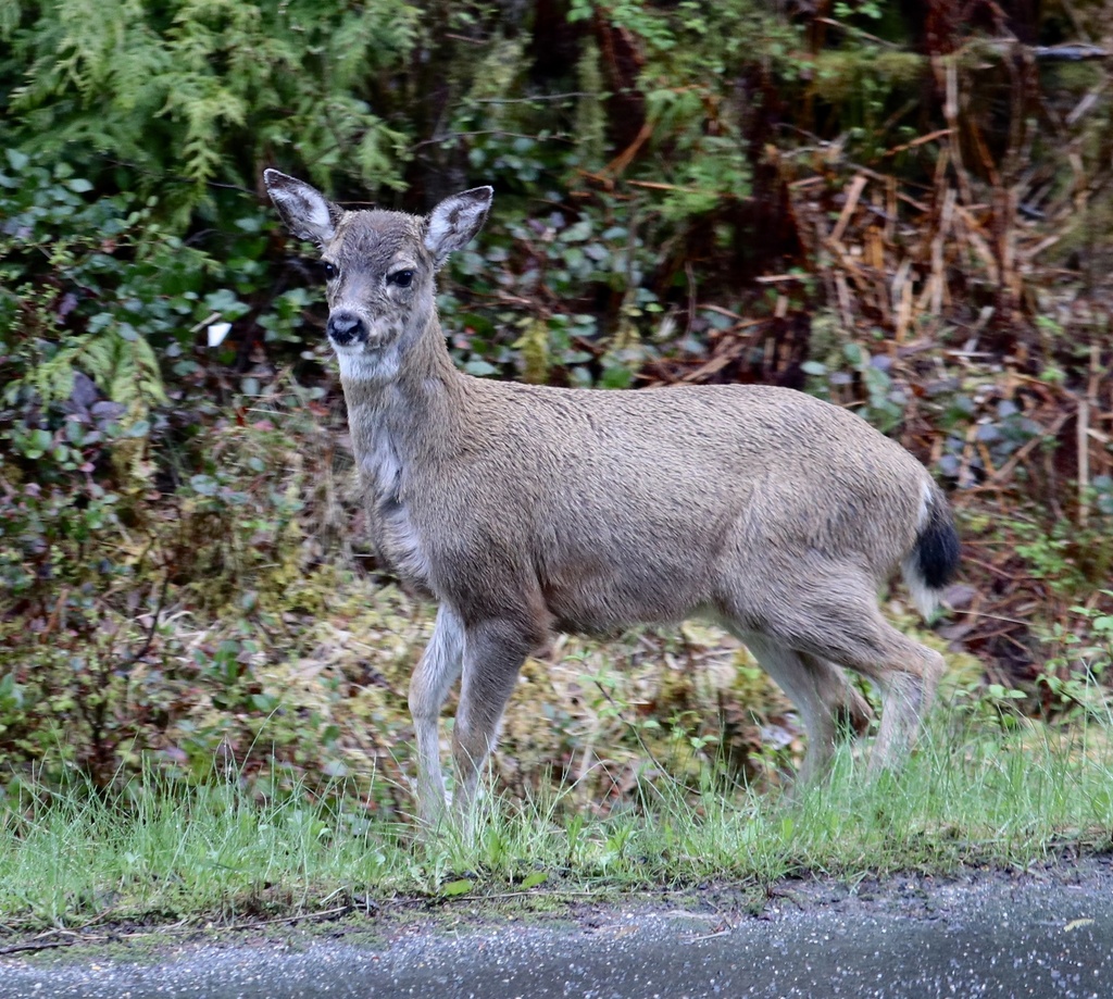 Sitka Black-tailed Deer from North Pacific Ocean, AK, US on May 12 ...