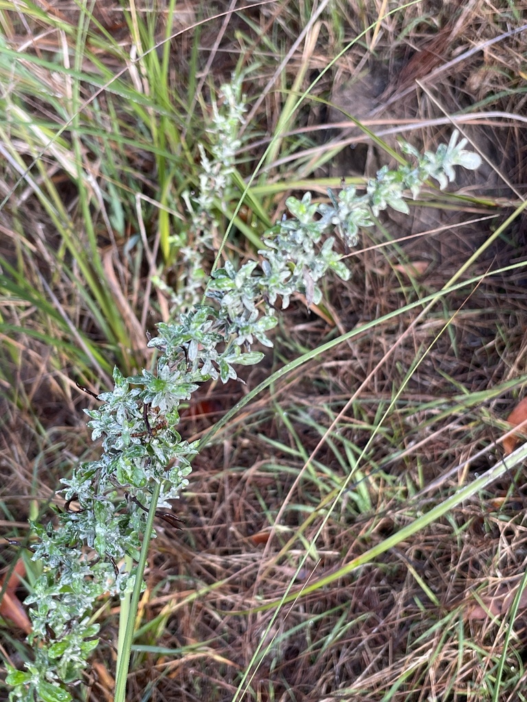 clustered everlasting from Maberley Cr, Frankston South, VIC, AU on May ...