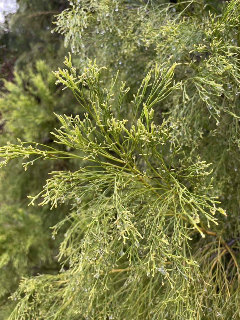 Exocarpos from Peeler Cl, Crib Point, VIC, AU on May 19, 2023 at 03:22 ...