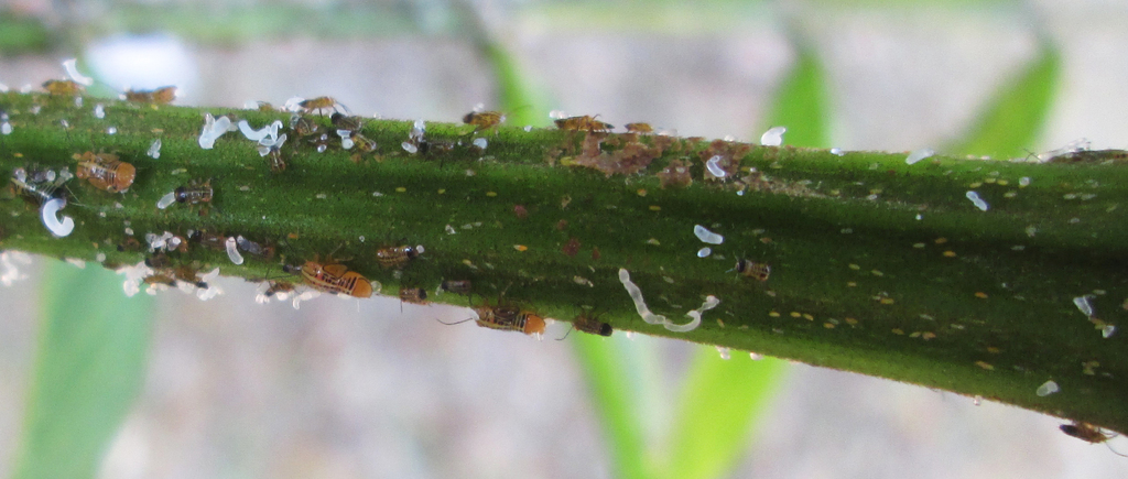 tipu psyllid from Gaborone Botswana on November 11, 2018 by ...