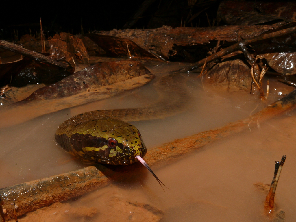 South American Pond Snake from Caracaraí - State of Roraima, 69360-000 ...