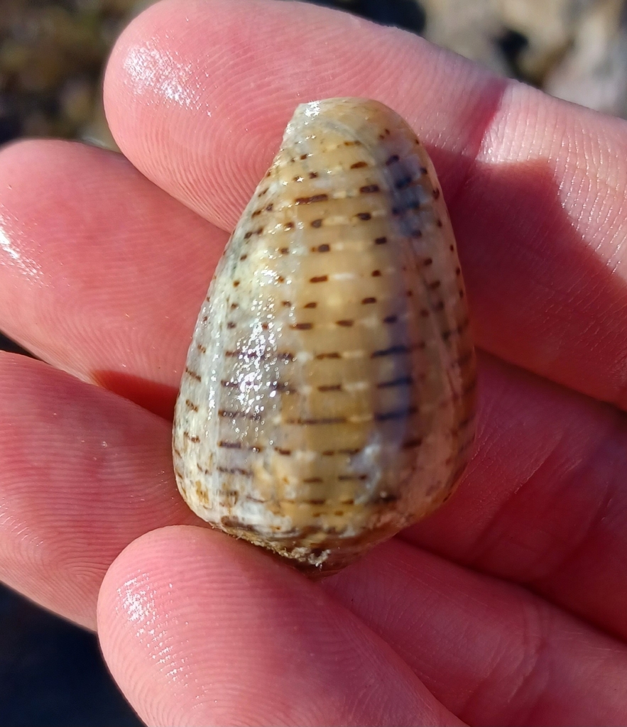 Coronated Cone from Woolgoolga NSW 2456, Australia on May 19, 2023 at ...