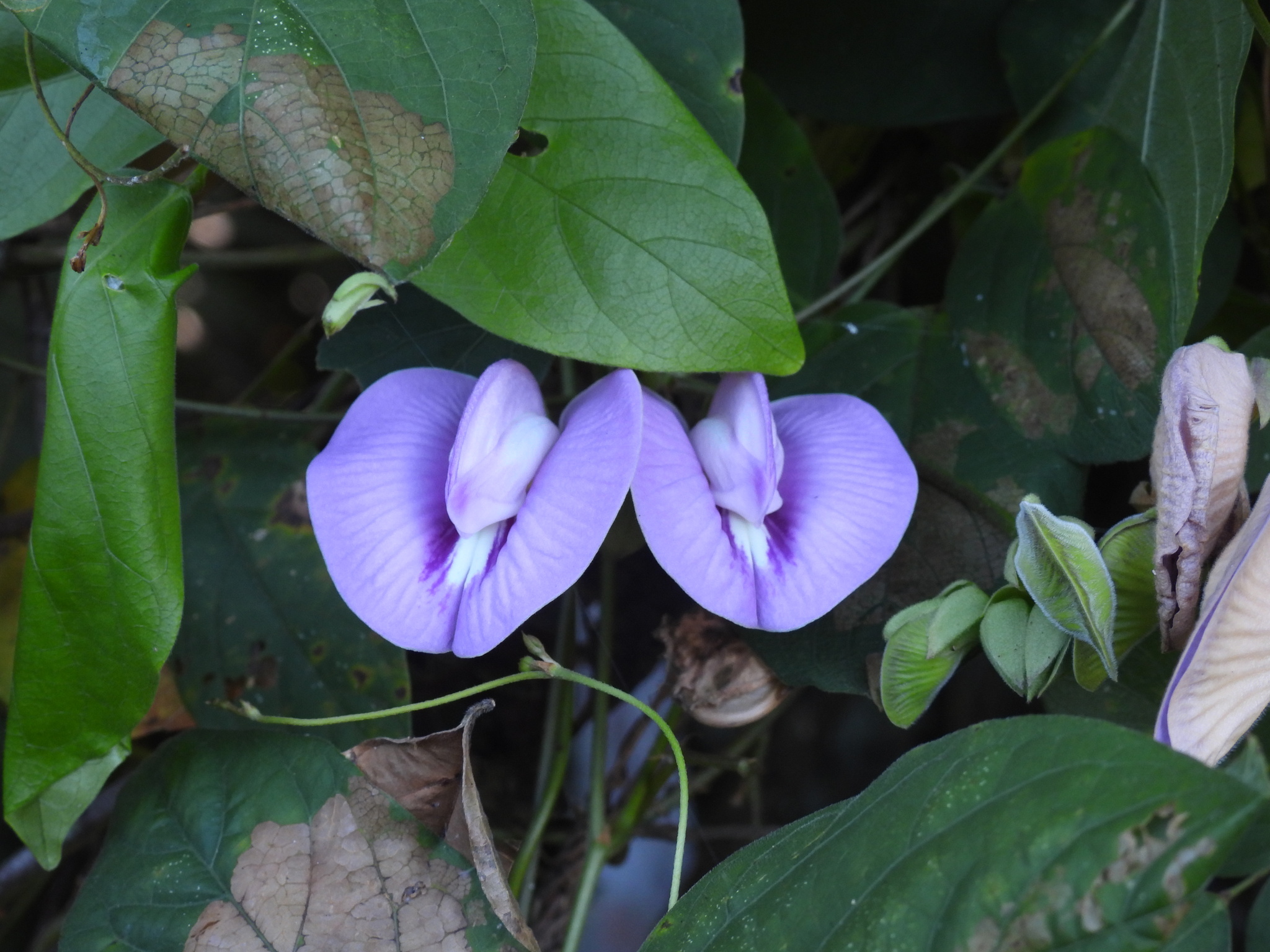 Centrosema molle Mart. ex Benth.