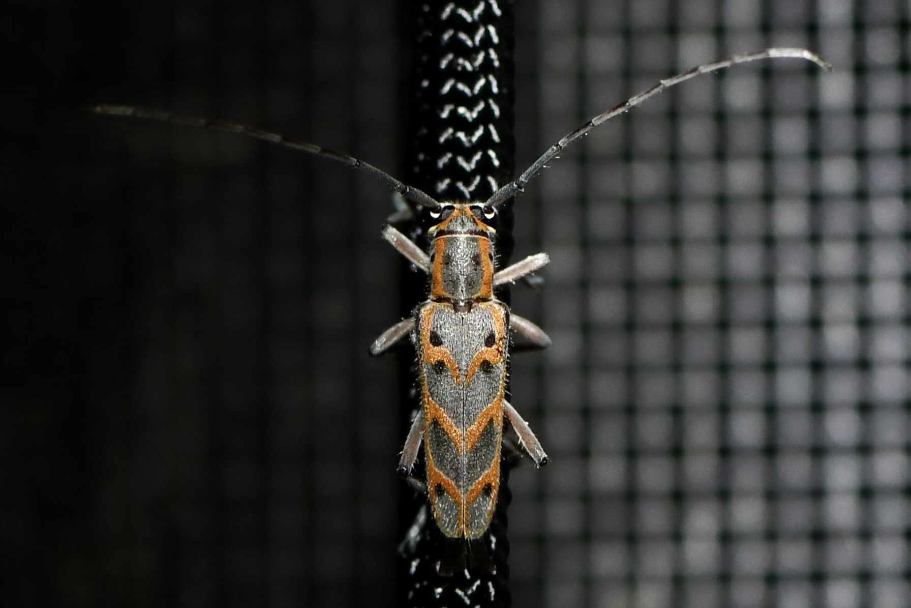 Saperda tridentata Olivier, 1795