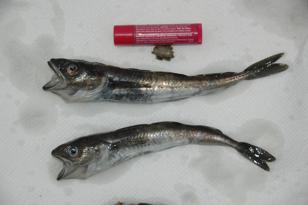 Arctic Cod (Boreogadus saida) - Marine Life Identification