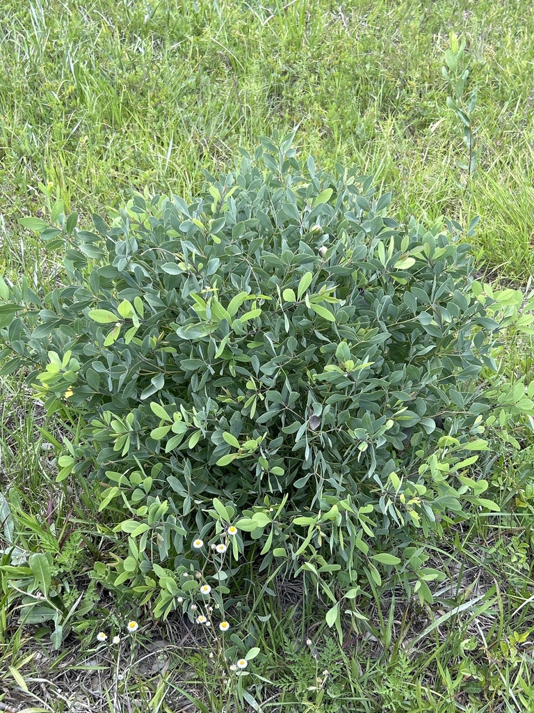 Gopherweed from Orange County, US-FL, US on May 16, 2023 at 02:04 PM by ...