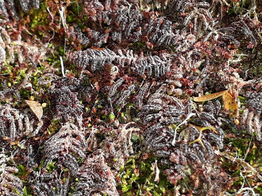 Herzogianthus vaginatus from Waihaha Scenic Reserve, NZ-WK-TP, NZ-WK ...