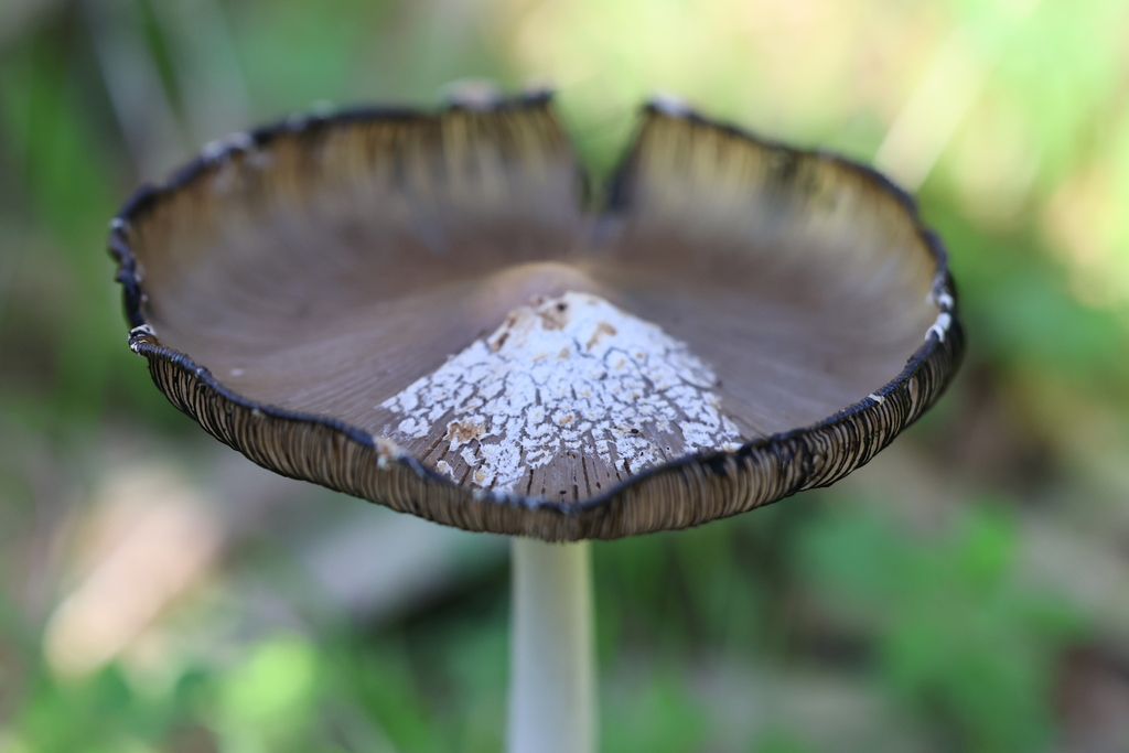Psathyrellaceae from Yanchep WA 6035, Australia on May 19, 2023 at 09: ...