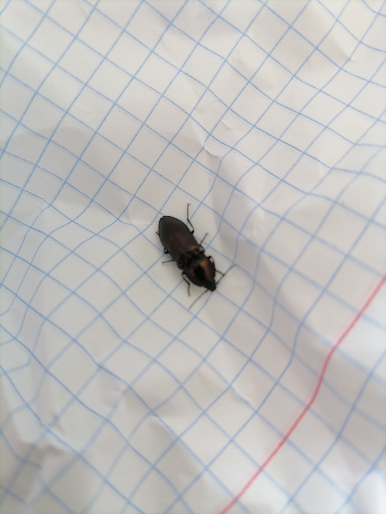 green click beetle from Krasnoural'sk gorsovet, RU-SV, RU on May 19 ...