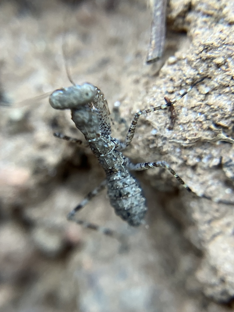 Bark Mantises from Mandagadde Bird Sanctuary, Shivamogga, KA, IN on May ...