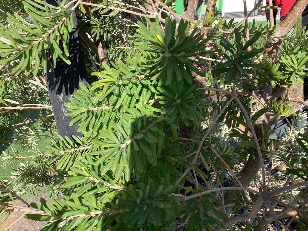 Silver Banksia from Greenvale Gardens Bvd, Greenvale, VIC, AU on May 17 ...