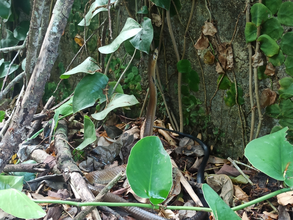 Colubrine Snakes in April 2023 by gabriel_hdz. Culebra de ...
