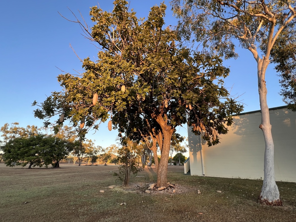 Sausage tree from Redbank Dr, Greenvale, QLD, AU on May 19, 2023 at 06: ...