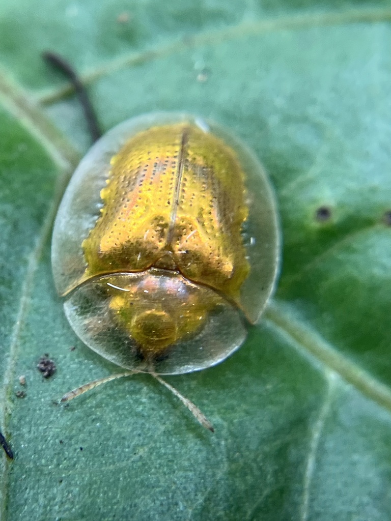 Cassida cognobilis from Mandagadde Bird Sanctuary, Shivamogga, KA, IN ...