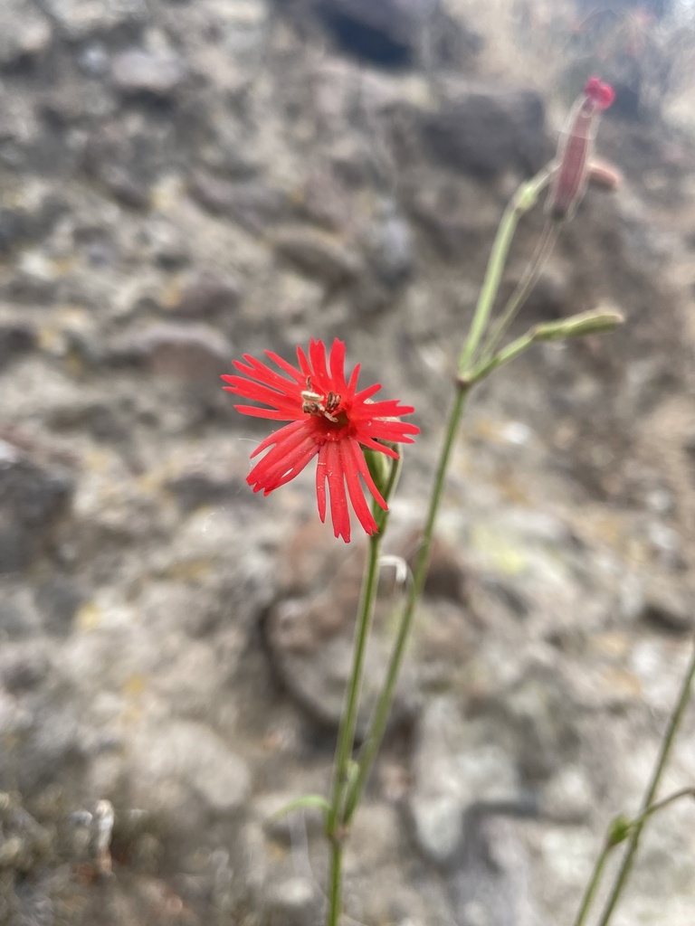 cardinal catchfly from Santa Monica Mountains, Camarillo, CA, US on May ...