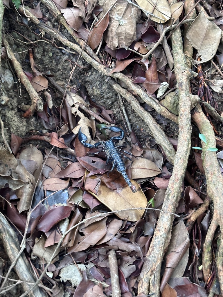 Giant Blue Scorpion from Melaka Tengah, MY-ME, MY on May 7, 2023 at 01: ...