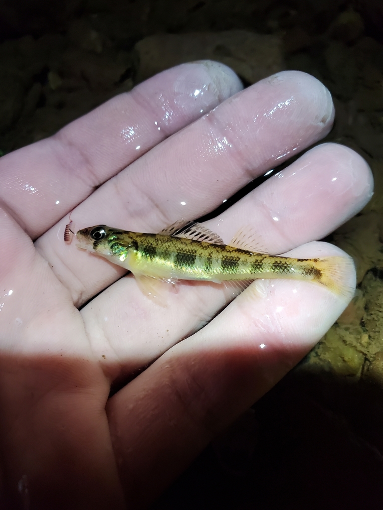 Shield Darter from Branchburg, NJ 08876, USA on May 19, 2023 at 02:31 ...